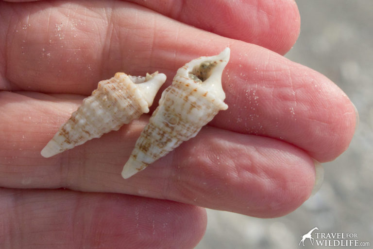 A Guide to Ethical Shell Collecting | Travel For Wildlife
