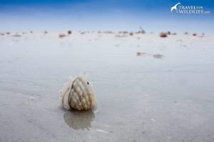 The Living Sea Shells: a Photo Gallery of Sanibel Island Shells ...