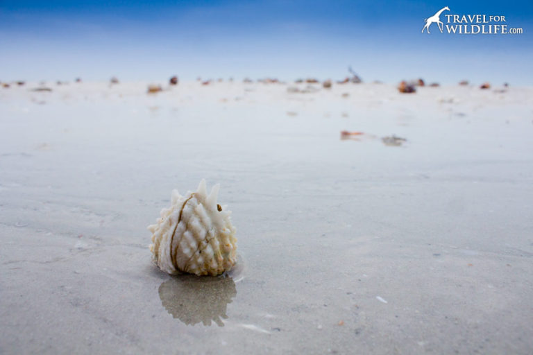 The Living Sea Shells: a Photo Gallery of Sanibel Island Shells ...