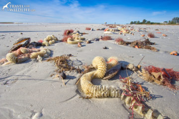 How To Tell if a Sea Shell, Sand Dollar, Starfish, Egg Case, or Urchin ...