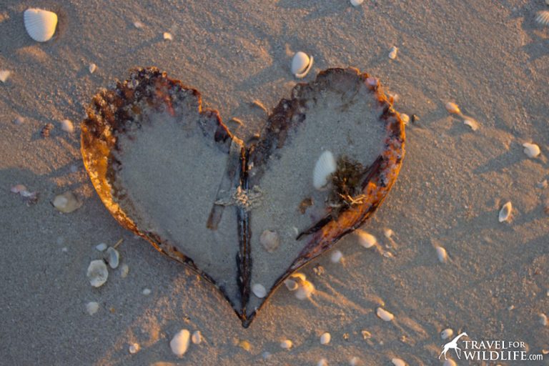 A Guide to Ethical Shell Collecting | Travel For Wildlife