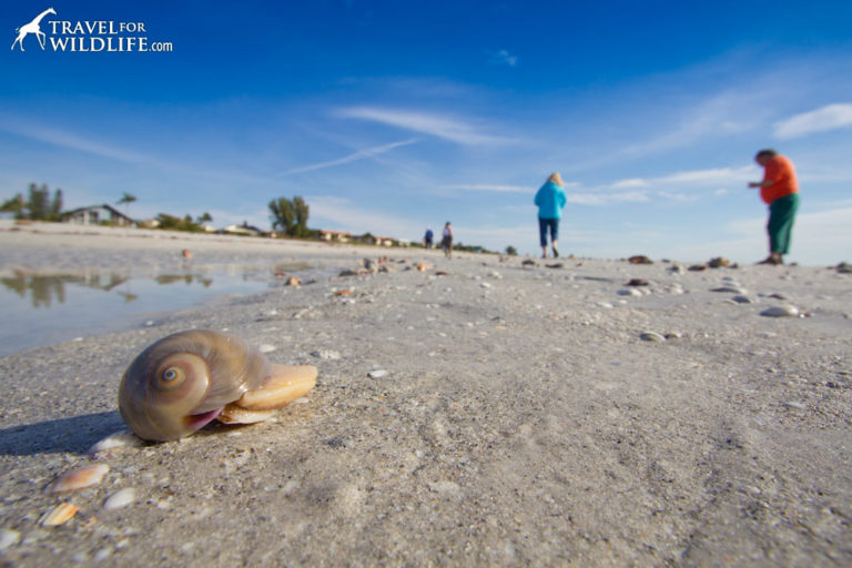 The Living Sea Shells: a Photo Gallery of Sanibel Island Shells ...