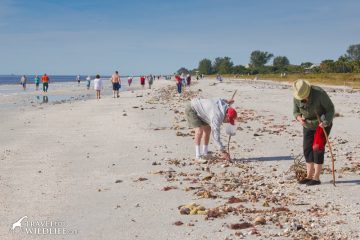 A Guide to Ethical Shell Collecting | Travel For Wildlife