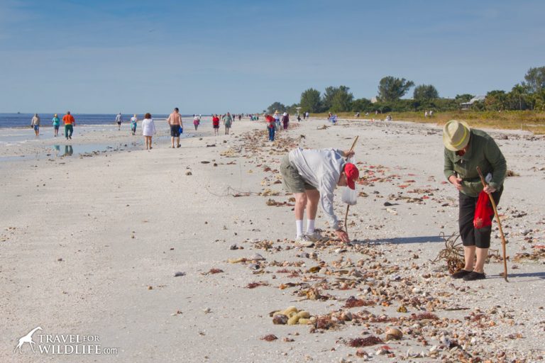 A Guide to Ethical Shell Collecting | Travel For Wildlife