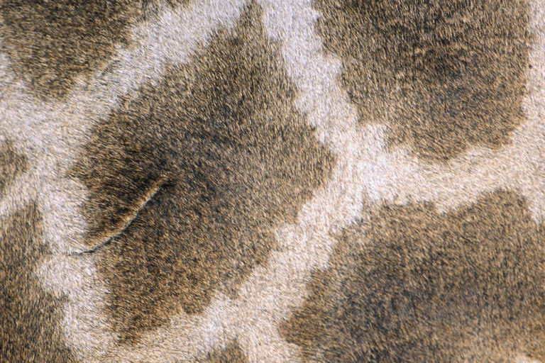 How Photography and Blogging Can Promote Wildlife Conservation (My ...