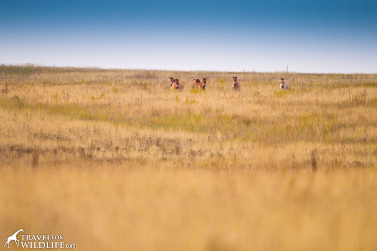Return of the Wild Przewalski's Horse to the Russian Steppe | Travel ...