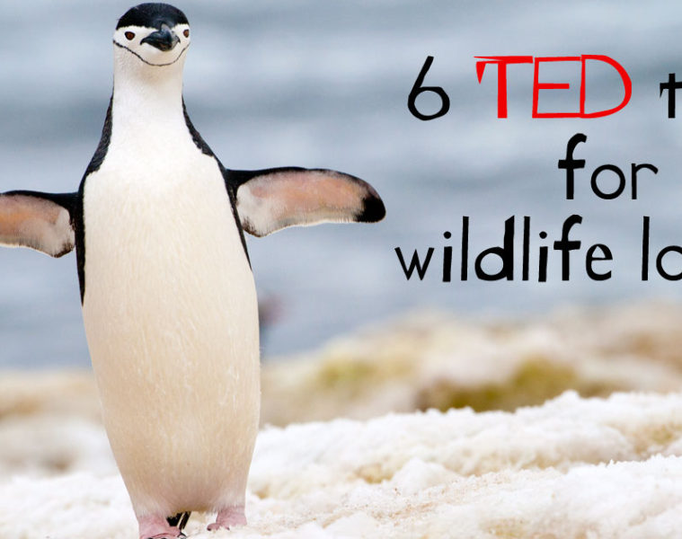 Travel For Wildlife - The guide to adventure wildlife travel