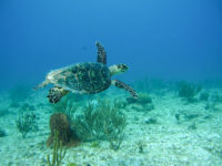 Can Tourists Save the Hawksbill Sea Turtle? | Travel For Wildlife