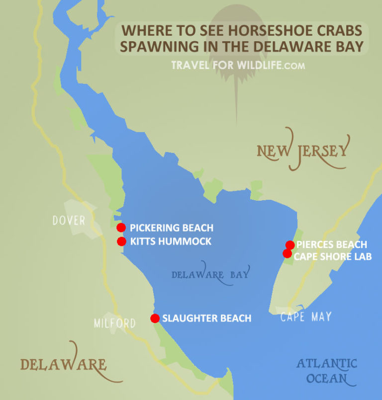 How to See a Zillion Horseshoe Crabs Spawning in the Delaware Bay ...