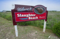 How to See a Zillion Horseshoe Crabs Spawning in the Delaware Bay ...