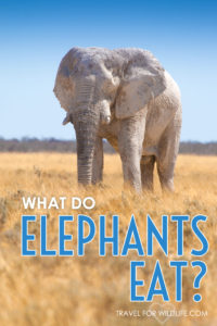 What Do Elephants Eat? Elephant diet, video, & photo • Travel For Wildlife