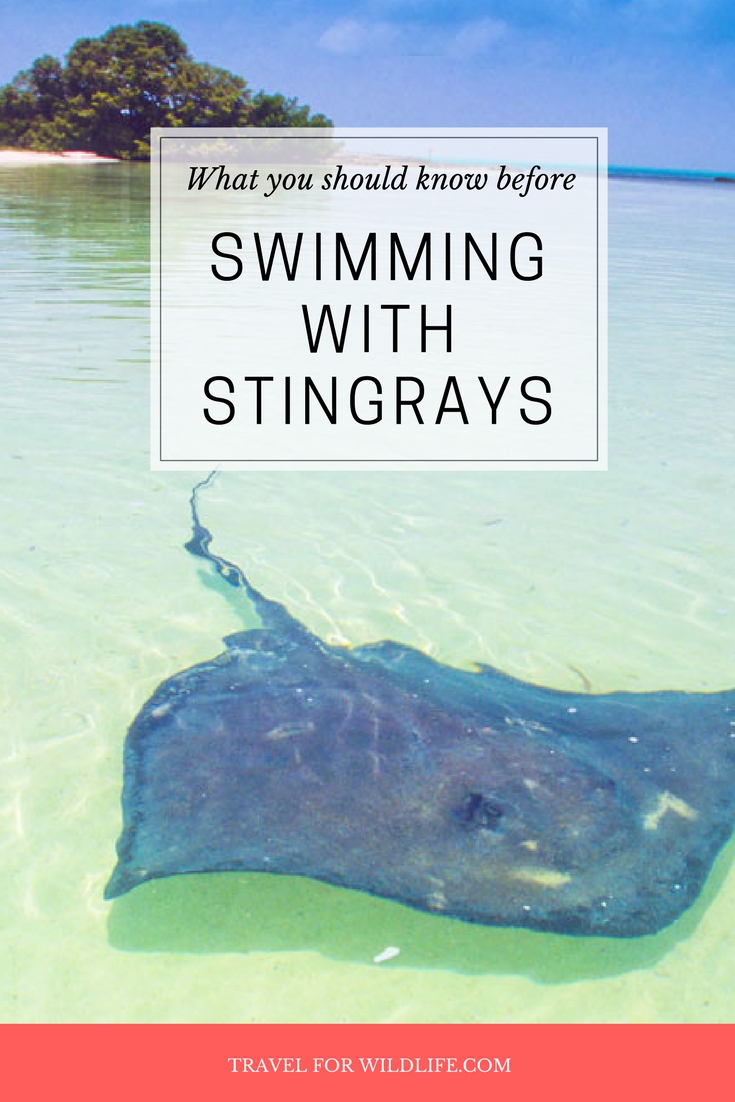 Swimming with Stingrays, Yay or Nay? | Travel For Wildlife