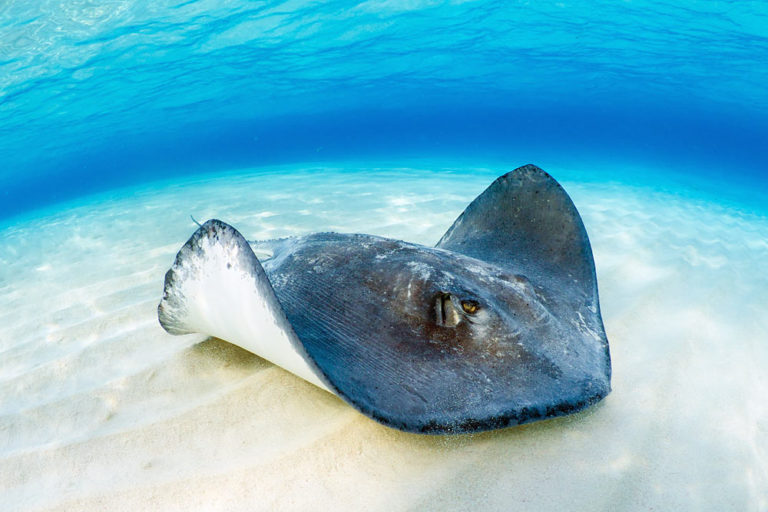 Swimming with Stingrays, Yay or Nay? | Travel For Wildlife