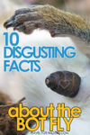 10 Facts about the Bot Fly (The Day I Met a Cuterebra Larva)