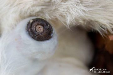 10 Facts about the Bot Fly (The Day I Met a Cuterebra Larva)