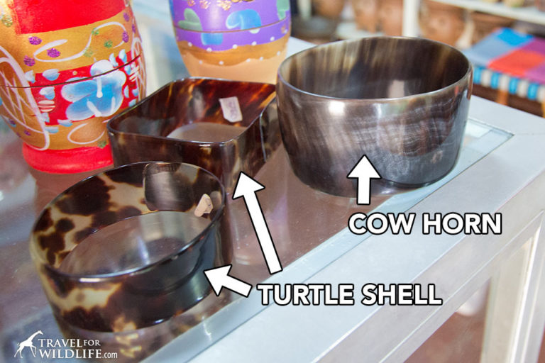 How to Identify and Avoid Sea Turtle Shell Souvenirs | Travel For Wildlife
