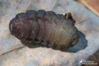 10 Facts about the Bot Fly (The Day I Met a Cuterebra Larva)