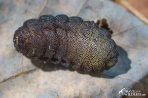 10 Facts about the Bot Fly (The Day I Met a Cuterebra Larva)