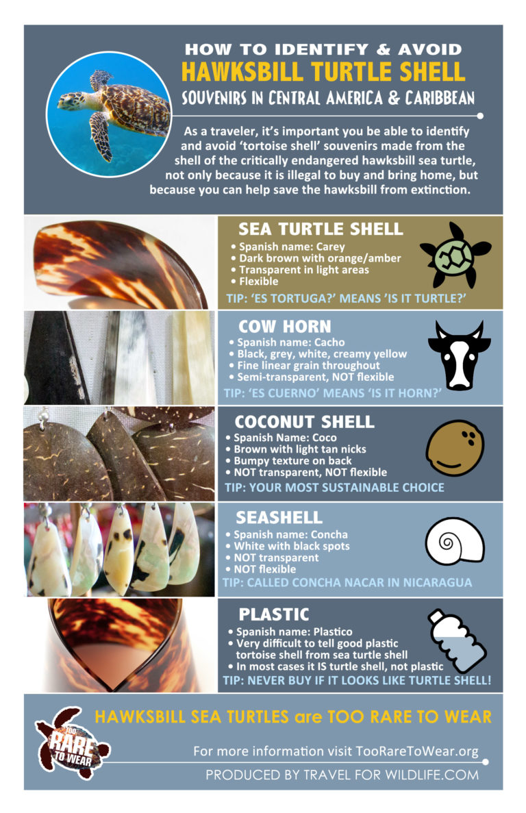 How to Identify and Avoid Sea Turtle Shell Souvenirs | Travel For Wildlife