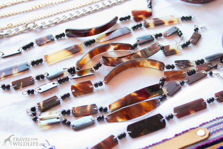 How to Identify and Avoid Sea Turtle Shell Souvenirs | Travel For Wildlife