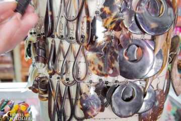 How to Identify and Avoid Sea Turtle Shell Souvenirs | Travel For Wildlife