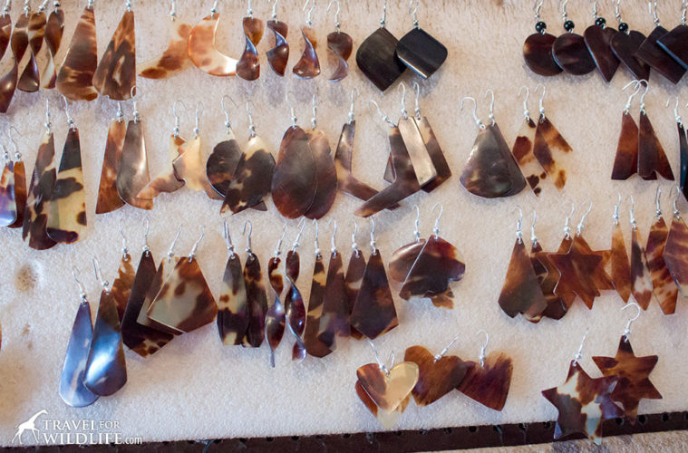 How to Identify and Avoid Sea Turtle Shell Souvenirs | Travel For Wildlife