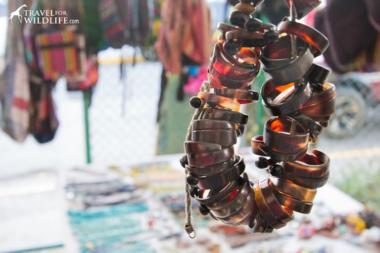 How to Identify and Avoid Sea Turtle Shell Souvenirs | Travel For Wildlife