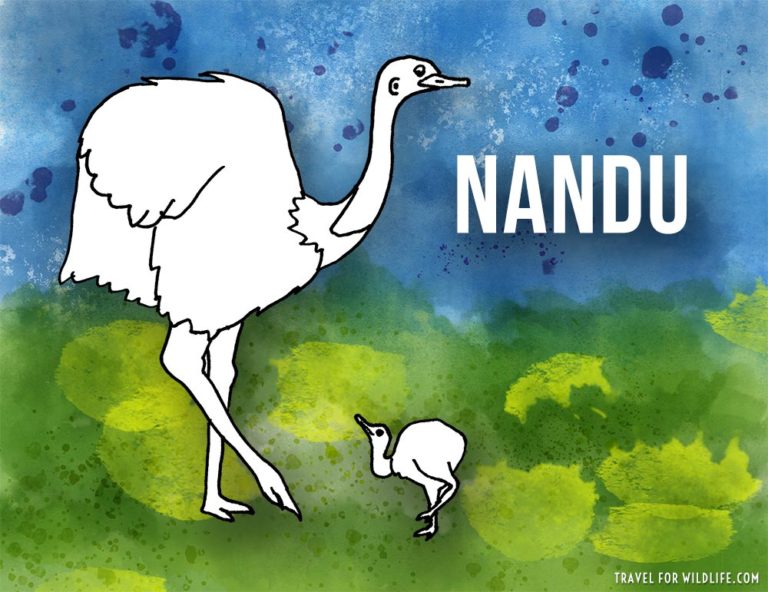 37 Tiere, die mit N | Aranjuez