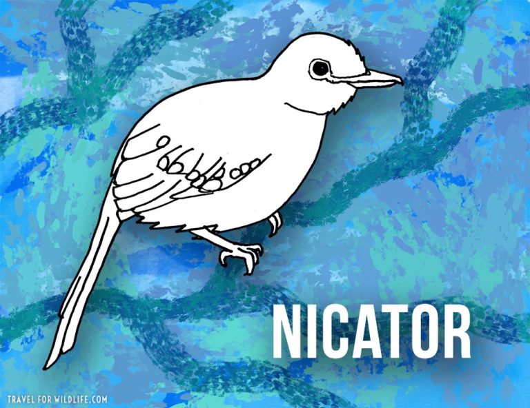 37 Dyr, der starter med N | Aranjuez