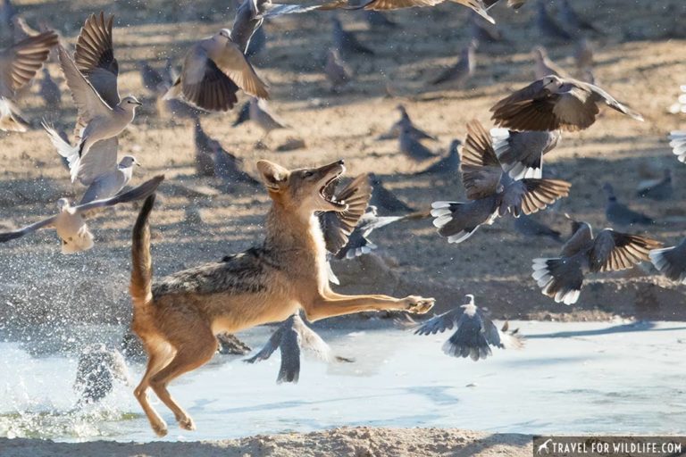 The Jumping Jackals of Nossob (& How to Photograph Them)