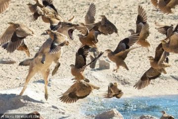 The Jumping Jackals of Nossob (& How to Photograph Them)