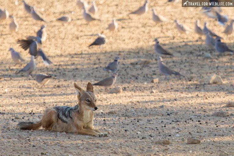 The Jumping Jackals of Nossob (& How to Photograph Them)