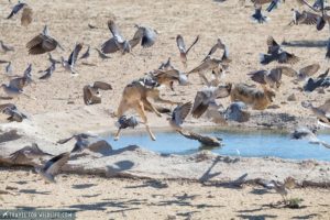 The Jumping Jackals of Nossob (& How to Photograph Them)