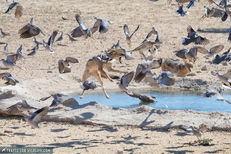 The Jumping Jackals of Nossob (& How to Photograph Them)