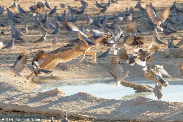 The Jumping Jackals of Nossob (& How to Photograph Them)