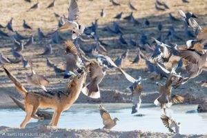 The Jumping Jackals of Nossob (& How to Photograph Them)