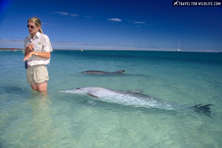 Where to See Native Australian Animals: an Epic Australia Roadtrip ...