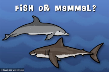 Are Sharks Mammals or Fish? (and Other Shark Facts)- Travel For Wildlife