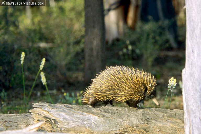 Where to See Native Australian Animals: an Epic Australia Roadtrip ...