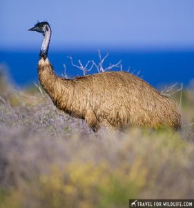 Where to See Native Australian Animals: an Epic Australia Roadtrip ...