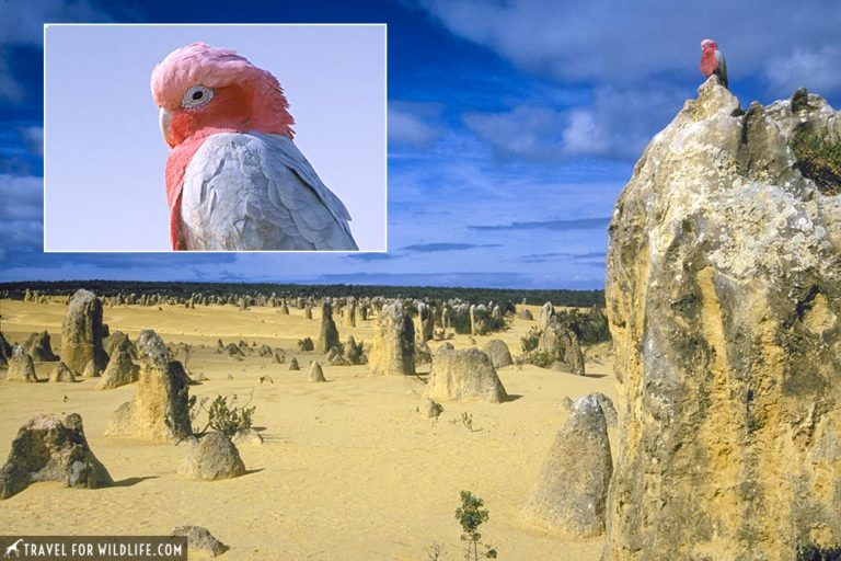 Where to See Native Australian Animals: an Epic Australia Roadtrip ...