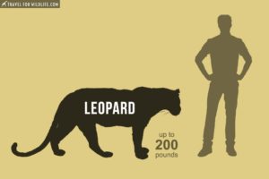 The Biggest Cats in the World • Travel For Wildlife