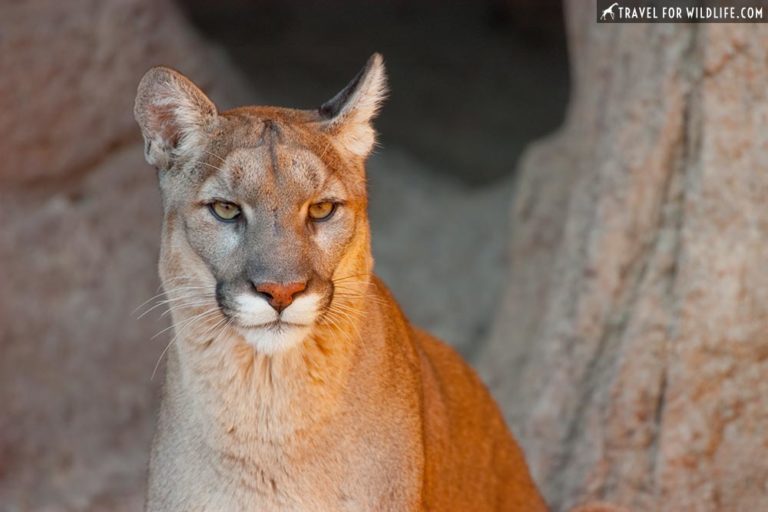 The Biggest Cats in the World • Travel For Wildlife