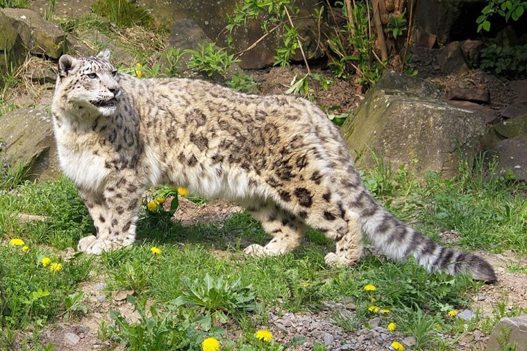 The Biggest Cats in the World • Travel For Wildlife