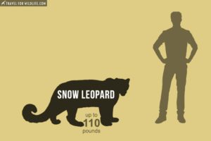 The Biggest Cats in the World • Travel For Wildlife