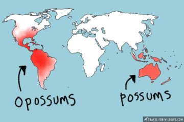 Possum vs Opossum, What's the difference? • Travel For Wildlife