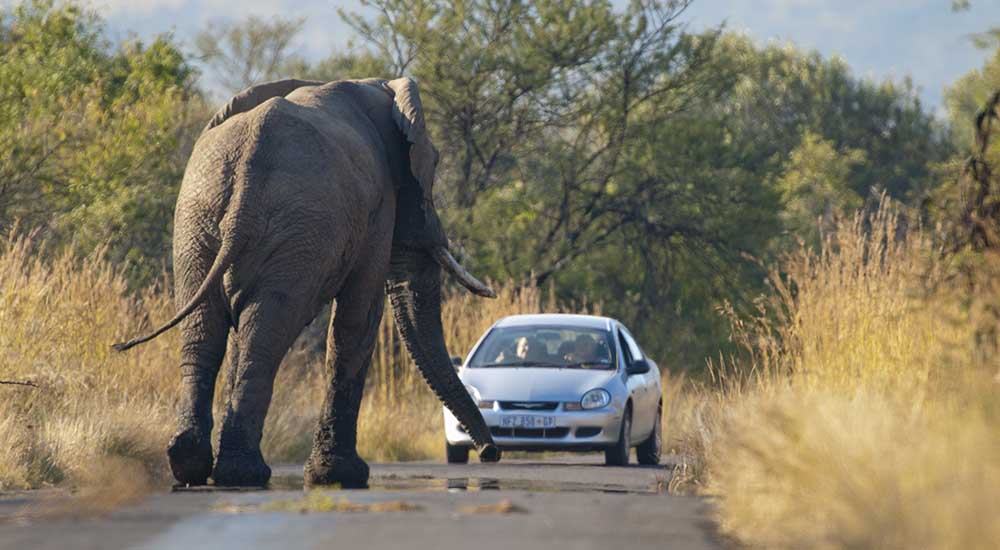 Travel For Wildlife - The guide to adventure wildlife travel