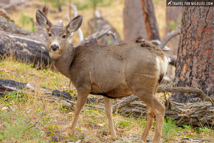 Devils Tower Animals: Close Encounters of the Wild Kind | Travel For ...