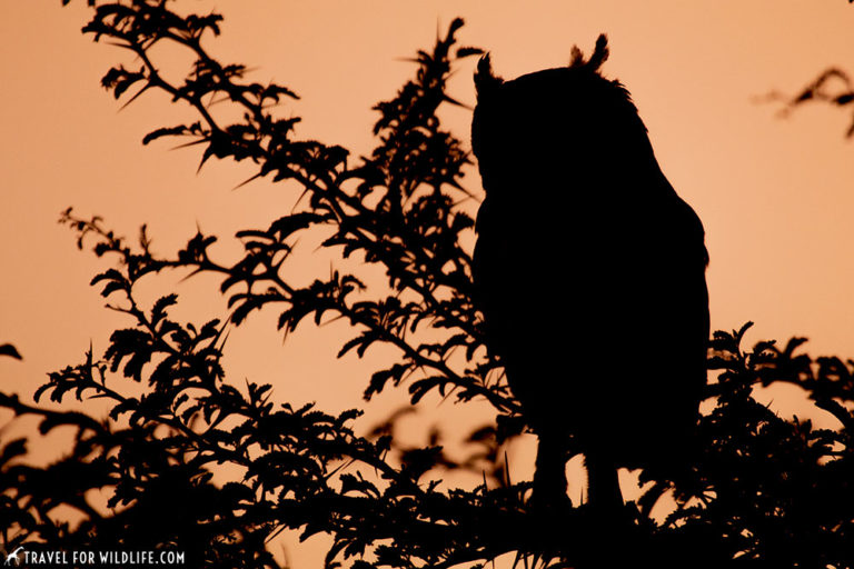 South African Owls, a Guide to the Owl Species Found in South Africa ...