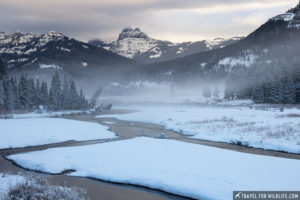 Yellowstone in the Fall, What to Expect | Travel For Wildlife